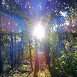 Divine Unity Rising – Navigating the Ascension Process